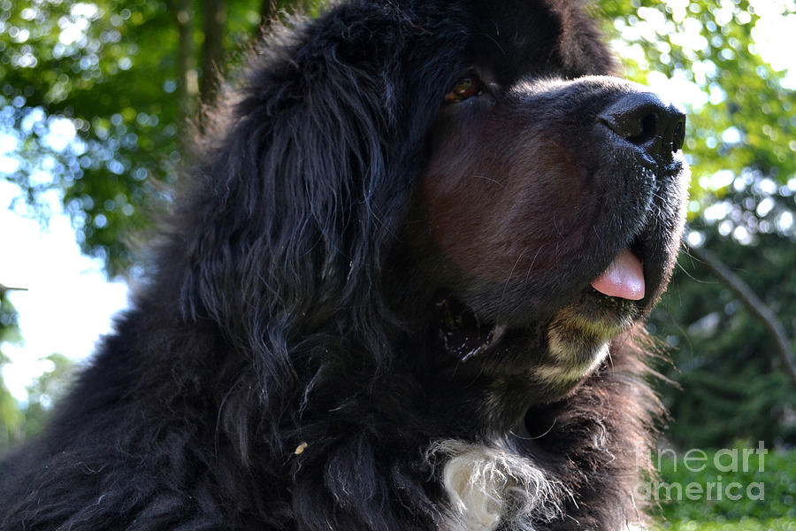 Ula Photograph by Brandon Seidler | Fine Art America