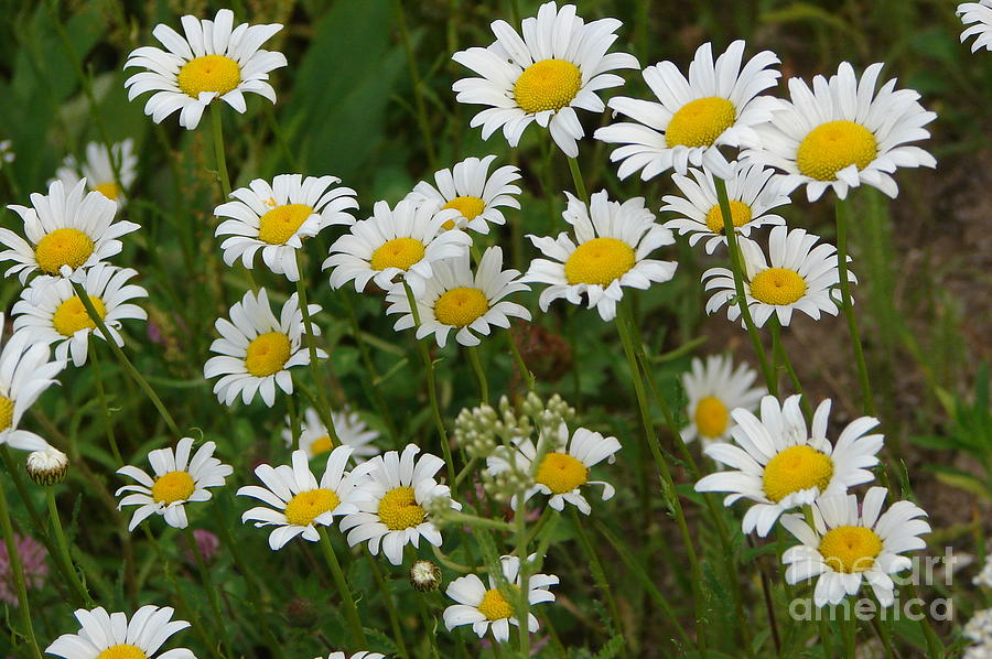 Unexpected Photograph by Priscilla Richardson - Fine Art America