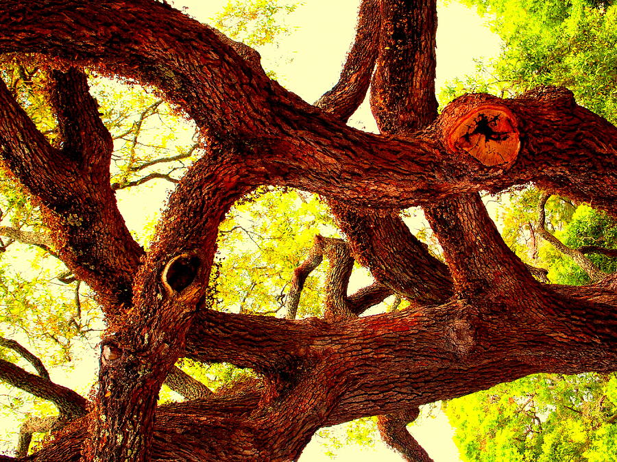 Unity Tree Photograph by Nerwon Moon - Fine Art America