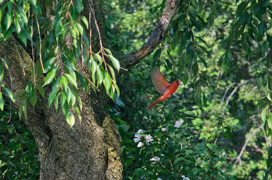 Up Up and Away Photograph by Donna Harding - Fine Art America
