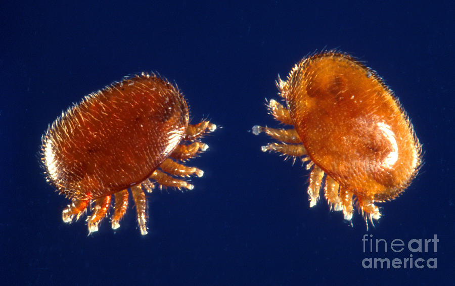 Varroa Mites Photograph by Science Source | Fine Art America