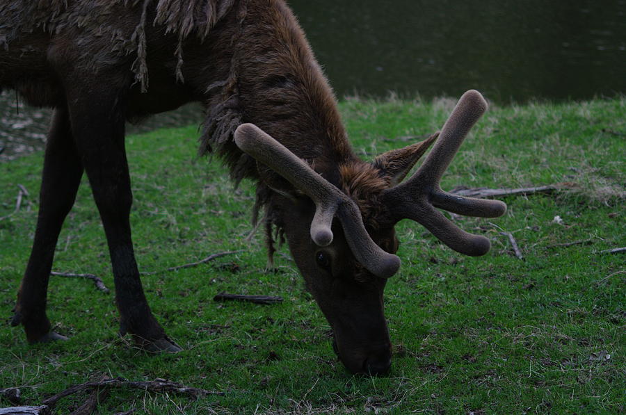 Velvet Antlers Photograph by Rocksand Pickard - Fine Art America