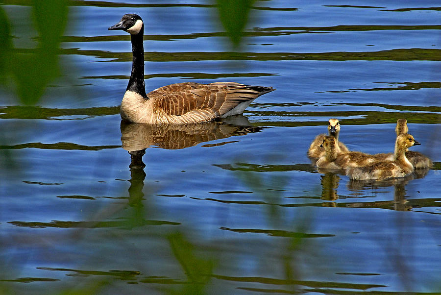 Vigilant Protector Photograph by Rob Dewar - Fine Art America