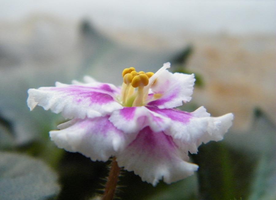 Violet BB Photograph by Visual Phenomena - Fine Art America