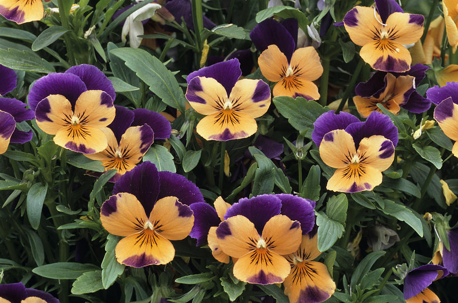 Violets by Science Photo Library