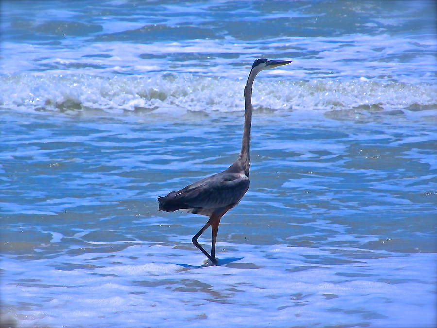 Wading Photograph by Michael Anthony - Fine Art America