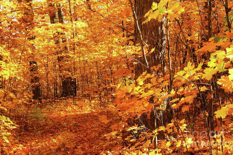 Walking through the maple trees Photograph by Sandra Cunningham - Pixels