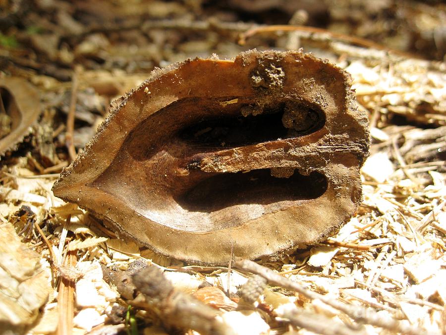 Walnut Shell Photograph by Mariah Stone - Fine Art America