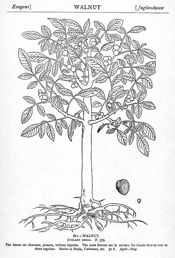 Walnut Tree Photograph by Granger - Fine Art America