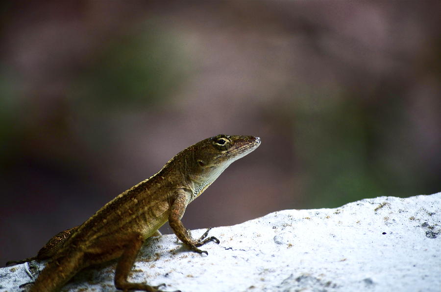 Wandering Lizard Photograph by Tim Thoms - Fine Art America