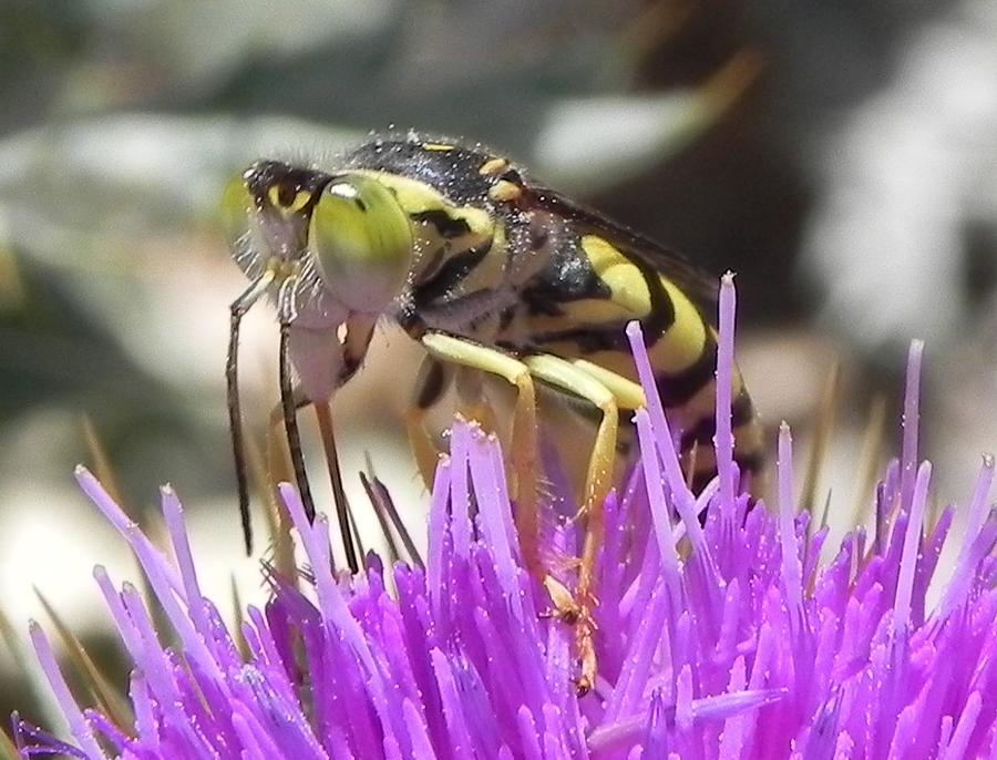 Wasp-Like-Fly Photograph by Tom Young | Fine Art America