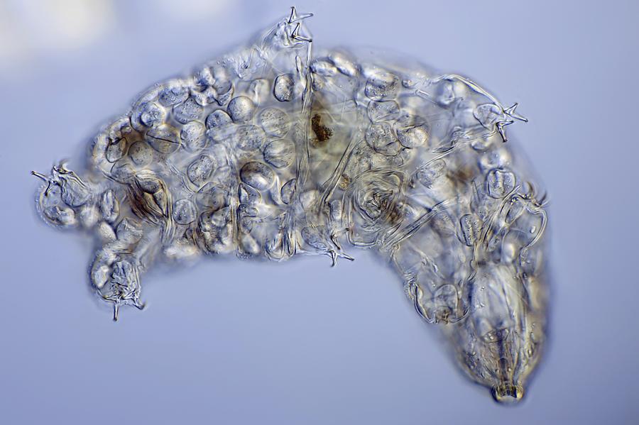 Water Bear, Light Micrograph by Frank Fox / Science Photo Library