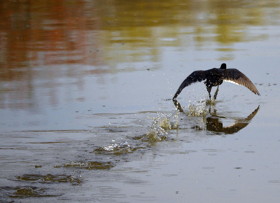 Water runner Photograph by Brian Stevens - Fine Art America