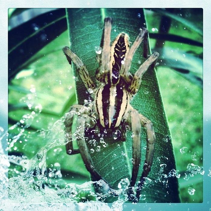 Water Spider Photograph by Glenda Graham - Fine Art America