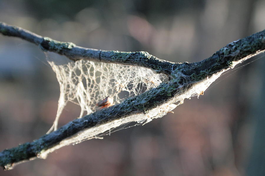 Webbing Photograph by Johnathan Evans - Pixels