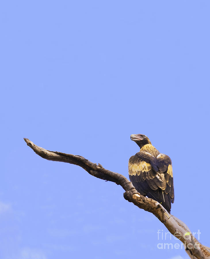 Wedgetail Eagle Photograph by Johan Larson - Fine Art America