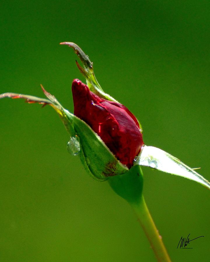 Weeping Rose Bud Photograph by Mark Valentine - Fine Art America