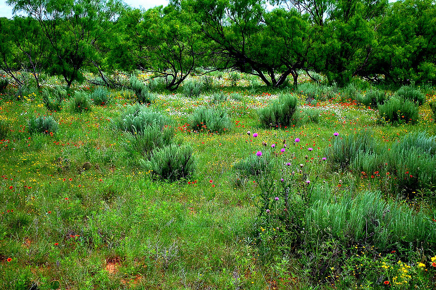 Wet spring Photograph by David Pike - Fine Art America
