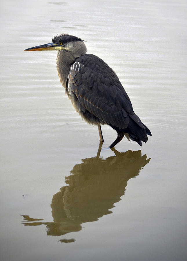 Wet walker Photograph by Brian Stevens - Fine Art America