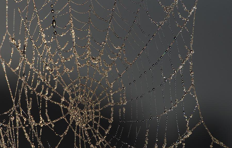 Wet web Photograph by Michael Bryson | Fine Art America