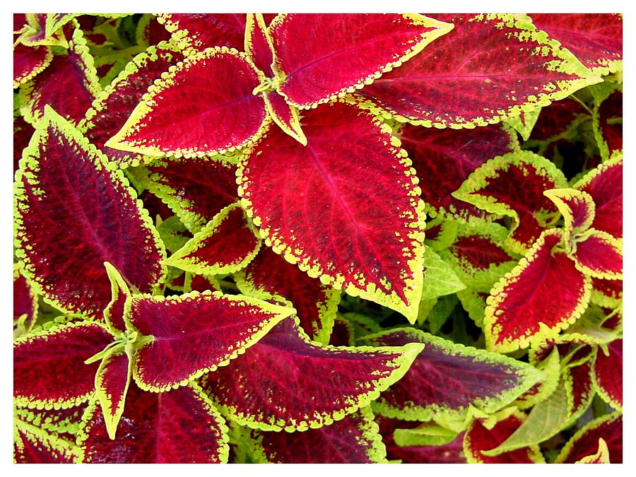 Whatever Photograph by Frank Wickham - Fine Art America