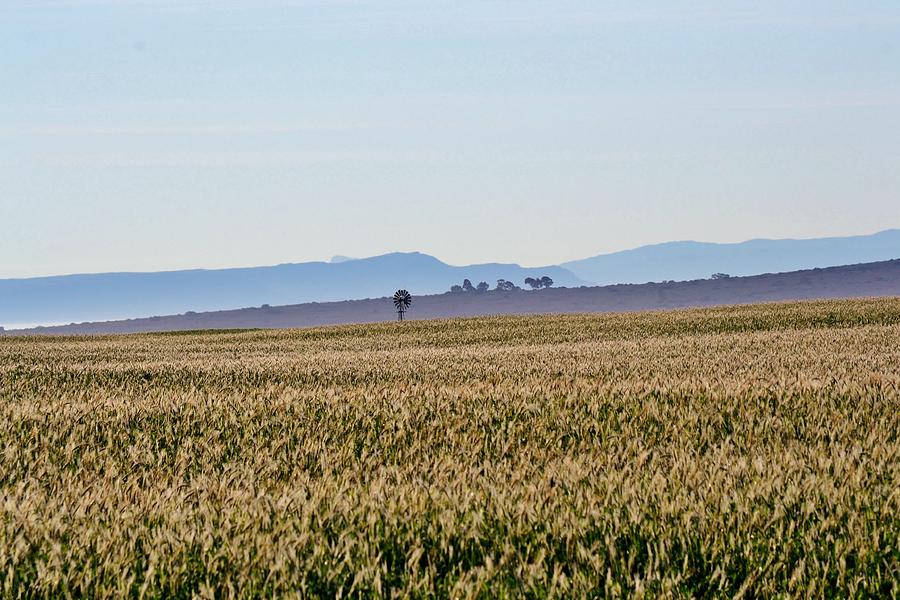 Wheat Field Photograph by Werner Lehmann - Fine Art America