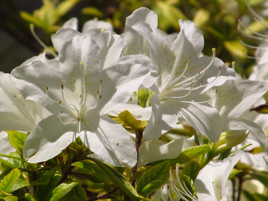 White Azalea Photograph by Alfred Ng - Fine Art America