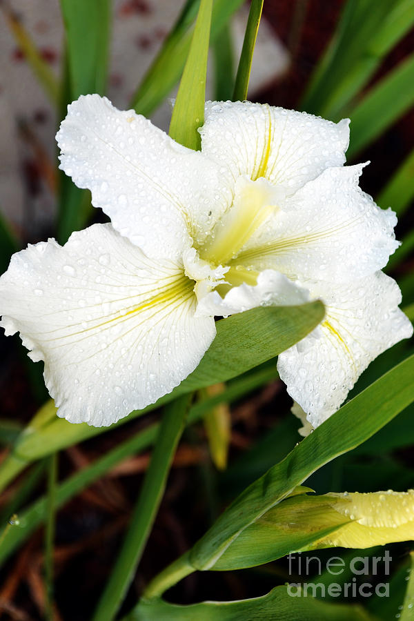 White Beardless Iris Photograph by Eva Thomas - Fine Art America