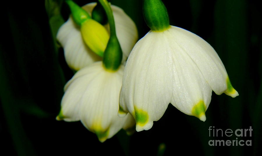 White Bell Photograph by Patrick Short - Fine Art America