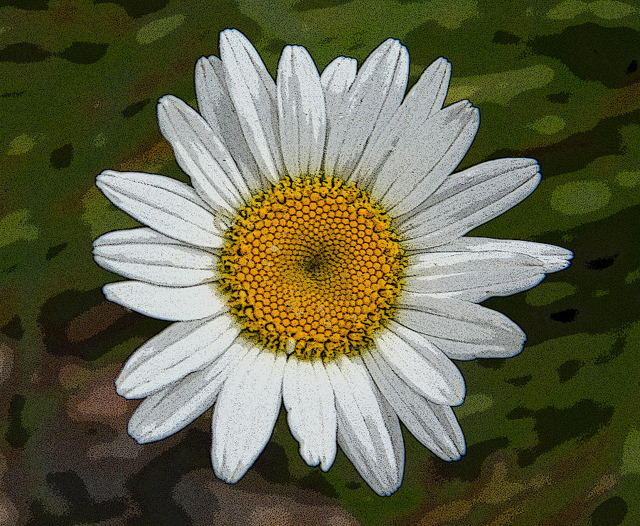 White Daisy Power Photograph by Mary Sedivy - Fine Art America