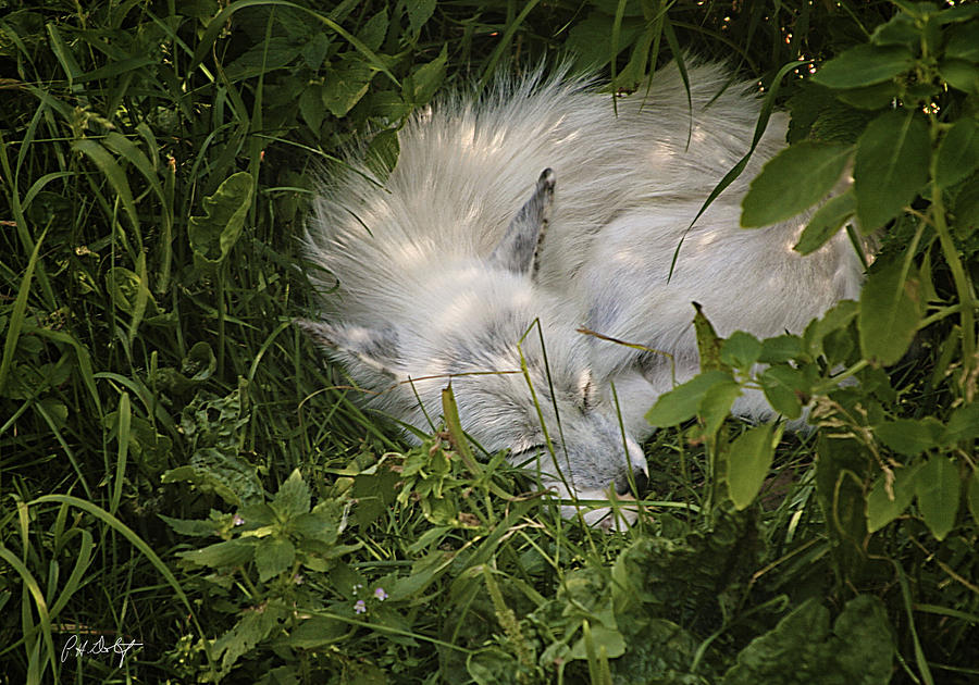 White Fox Napping Photograph by Phill Doherty