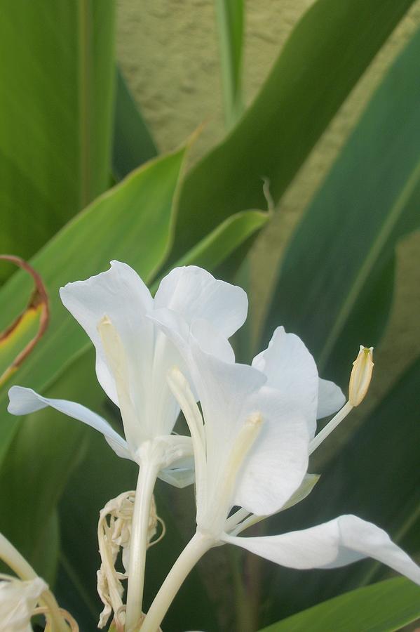 White Ginger Photograph by Russ Bertlow - Fine Art America