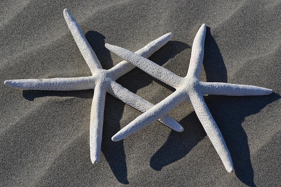 White Starfish on the Sand Photograph by Arabella Marie - Fine Art America