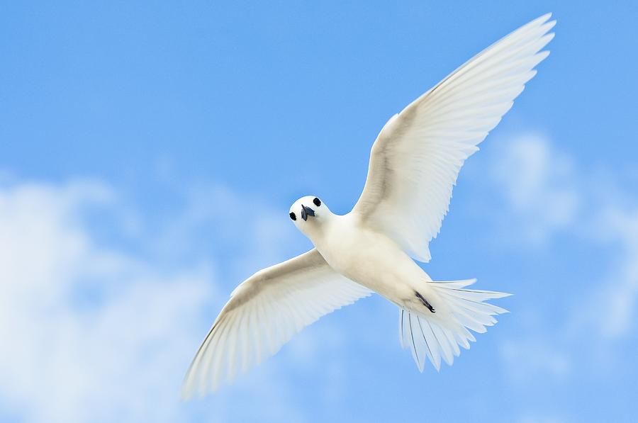 White Tern by Science Photo Library