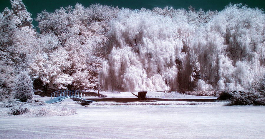 White Willows Photograph by Peter Labrosse - Pixels