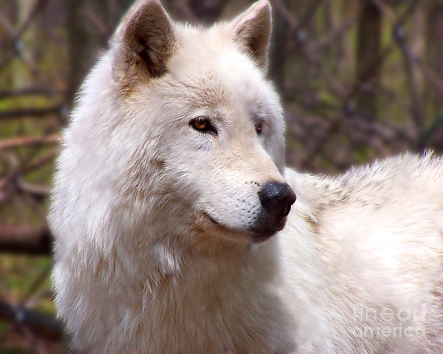 White Wolf Photograph by Anne Ferguson - Fine Art America