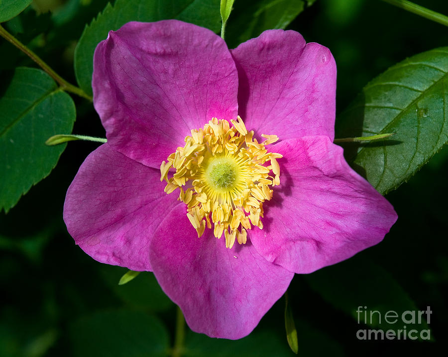 Wild Rose 2 Photograph by Terry Elniski - Fine Art America