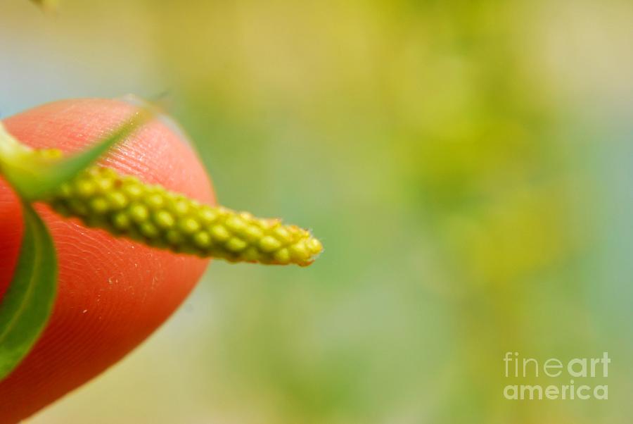 Willow Photograph by Amanda Persico - Fine Art America