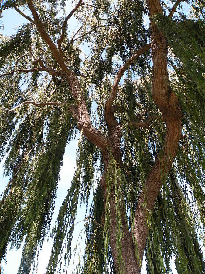 Willow Tree Photograph by Janice Kirkpatrick | Pixels
