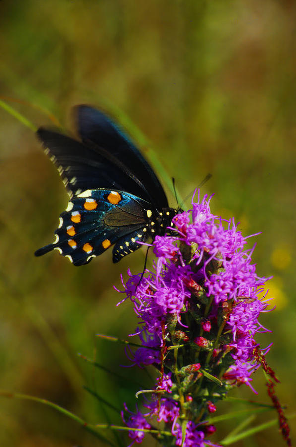 Wind Dancer 2 Photograph by Stan A Williams - Fine Art America