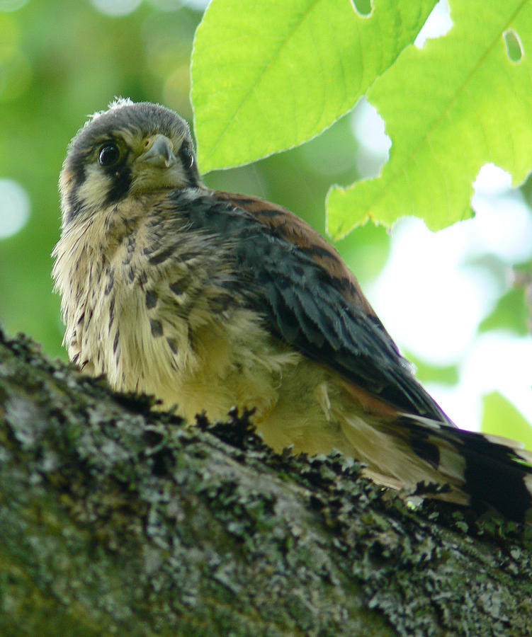 Windhover Photograph by Natalie LaRocque - Pixels