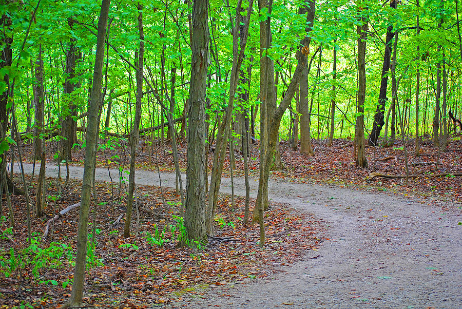 Winding Path Photograph by Peter McIntosh - Fine Art America