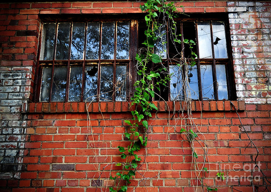Window Creeper Photograph by Catherine Jarret | Pixels