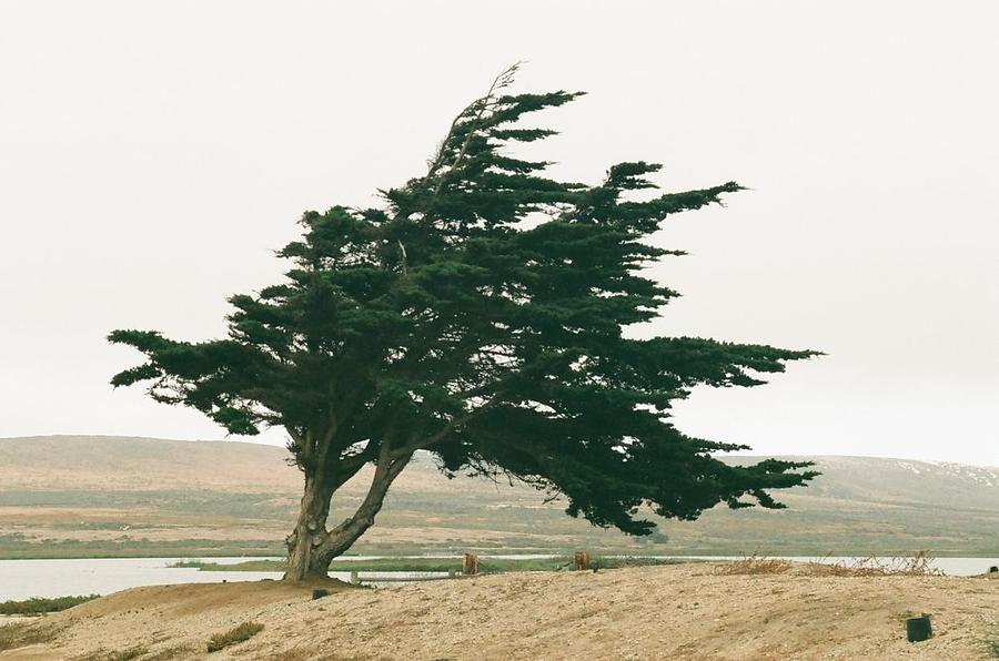 Windswept Tree Photograph by Jill Baum - Pixels