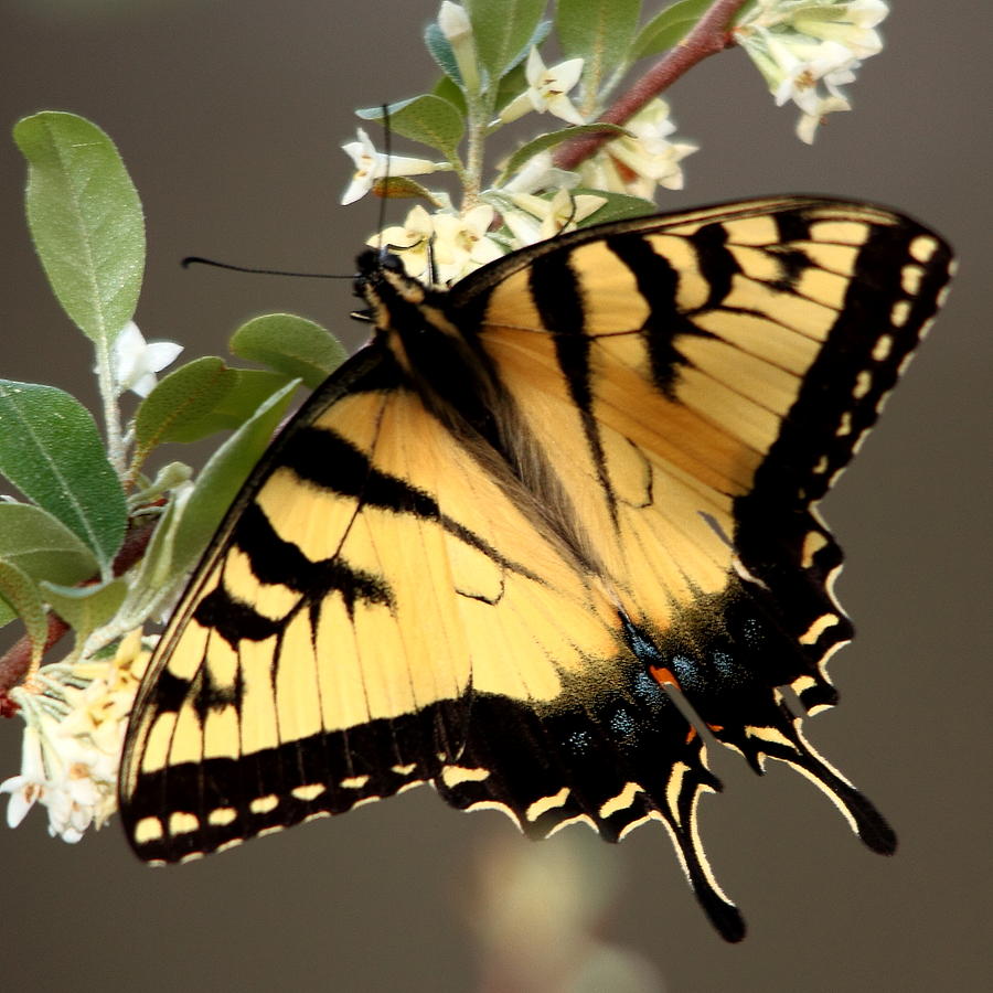 Winged Tiger Photograph by Craig Elder - Pixels