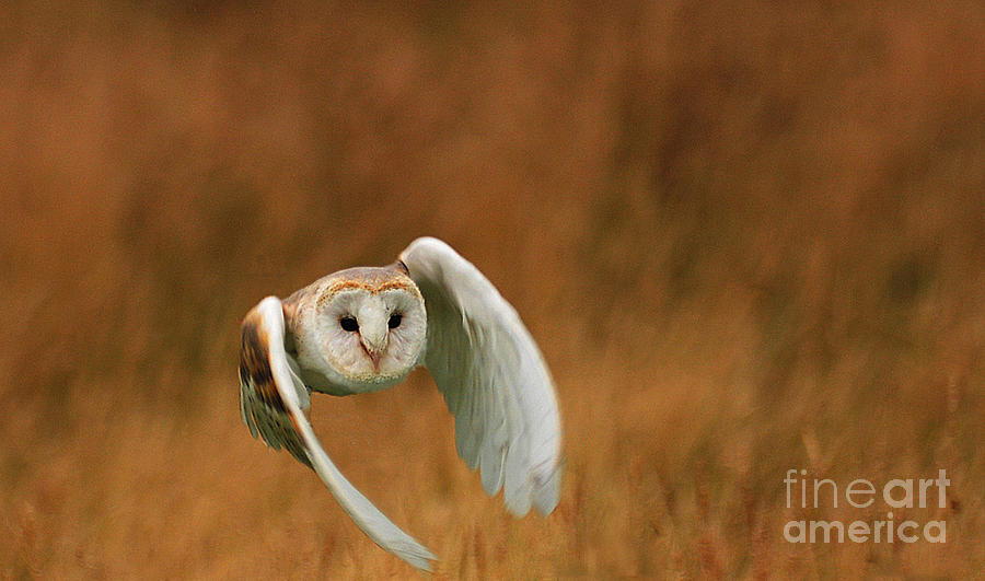 Wings down Photograph by Rob Haynes - Fine Art America
