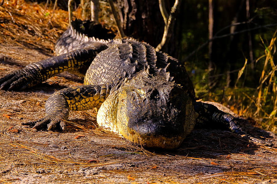 Winking Photograph by Michael Ray - Fine Art America