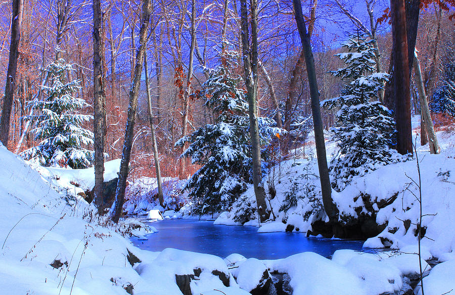 Winter Forest Photograph by Cathy Leite Photography - Fine Art America