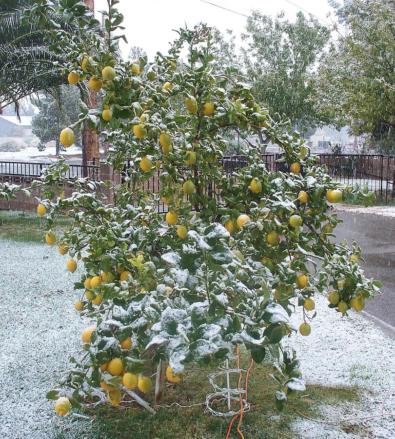 Winter Lemons Photograph by Jonathan Barnes - Fine Art America
