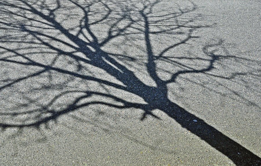 Winter Reflection Photograph by Danielle Del Prado - Fine Art America